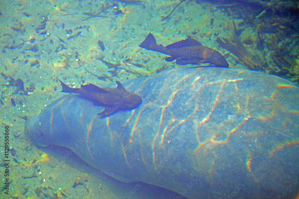 Closeup of a large manatee with two plecostmos fish eating the algae ...