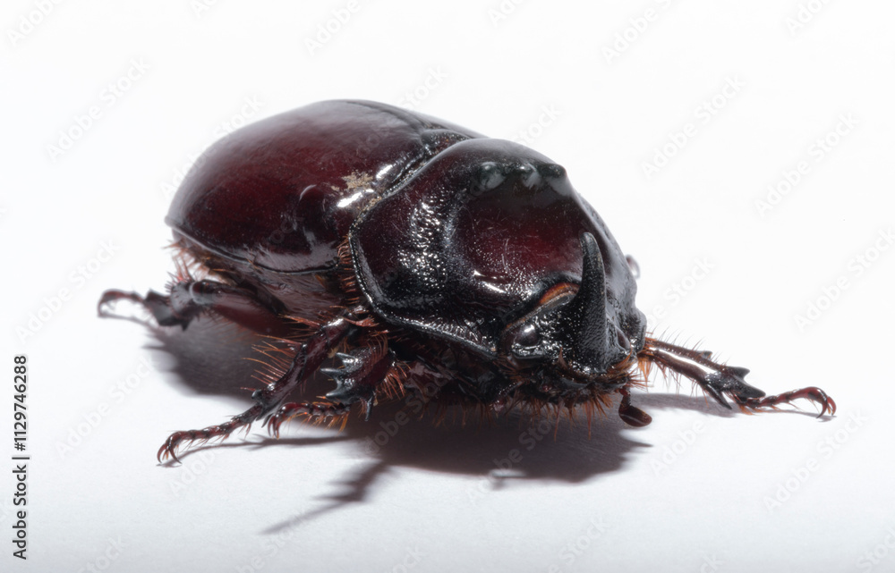 European rhinoceros beetle (Oryctes nasicornis) is a large flying ...