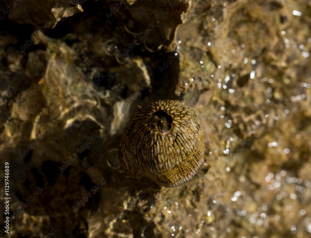 Tetraclita squamosa - Thatched barnacle. Balanus (Balanomorpha) is a ...