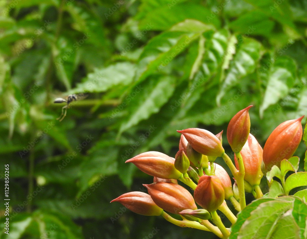 Pimpollos de taco de reina, visitados por una avispa que controla ...