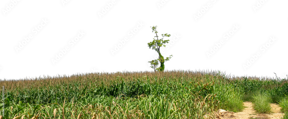Hill with green isolated on transparent background with clipped path ...