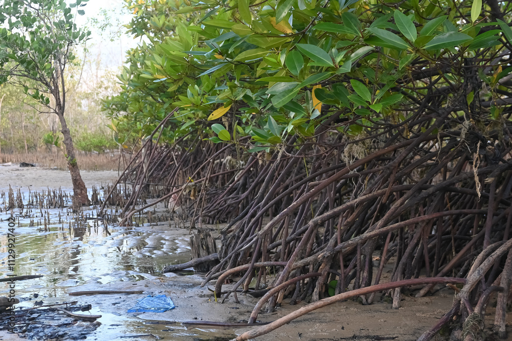 Mangrove tree with respiratory roots. Mangrove forest scenery on Bangka ...