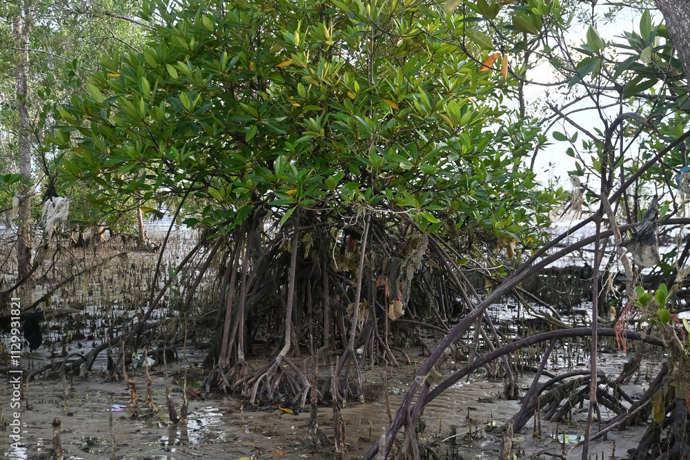 Title: Mangrove tree with respiratory roots. Mangrove forest scenery on ...