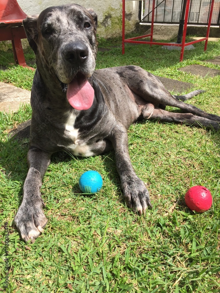 Perro Gran Danés color gris con manchas negras tipo Merlín sacando la ...