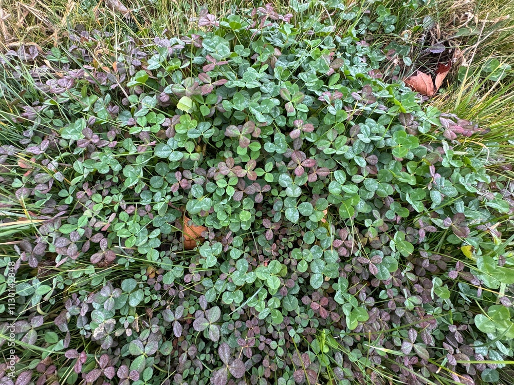 A close up detail of Trifolium repens 'Atropurpureum' black leaves open ...
