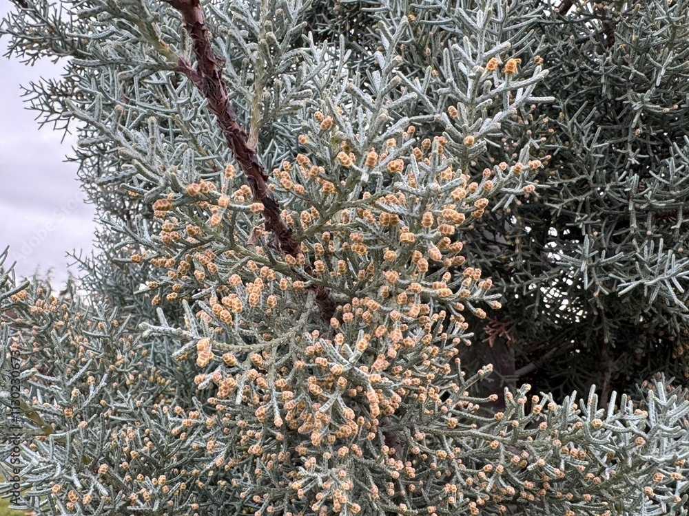 Branch of Tuscan cypress background. Male pollen producing strobili of ...