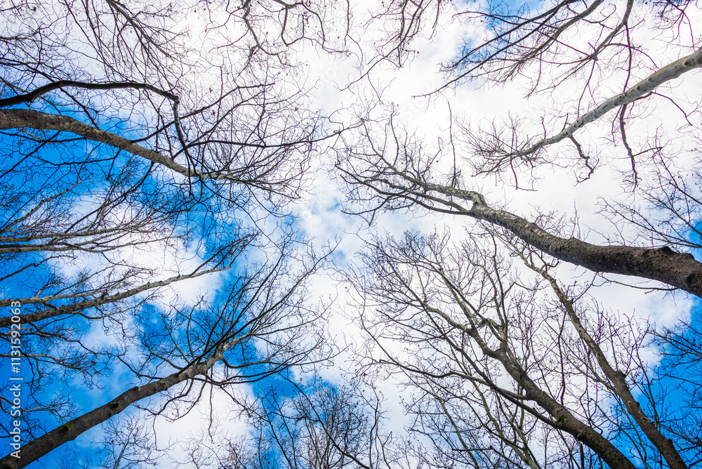 Upward Perspective: A Different View of the Forest in Evia, Greece ...