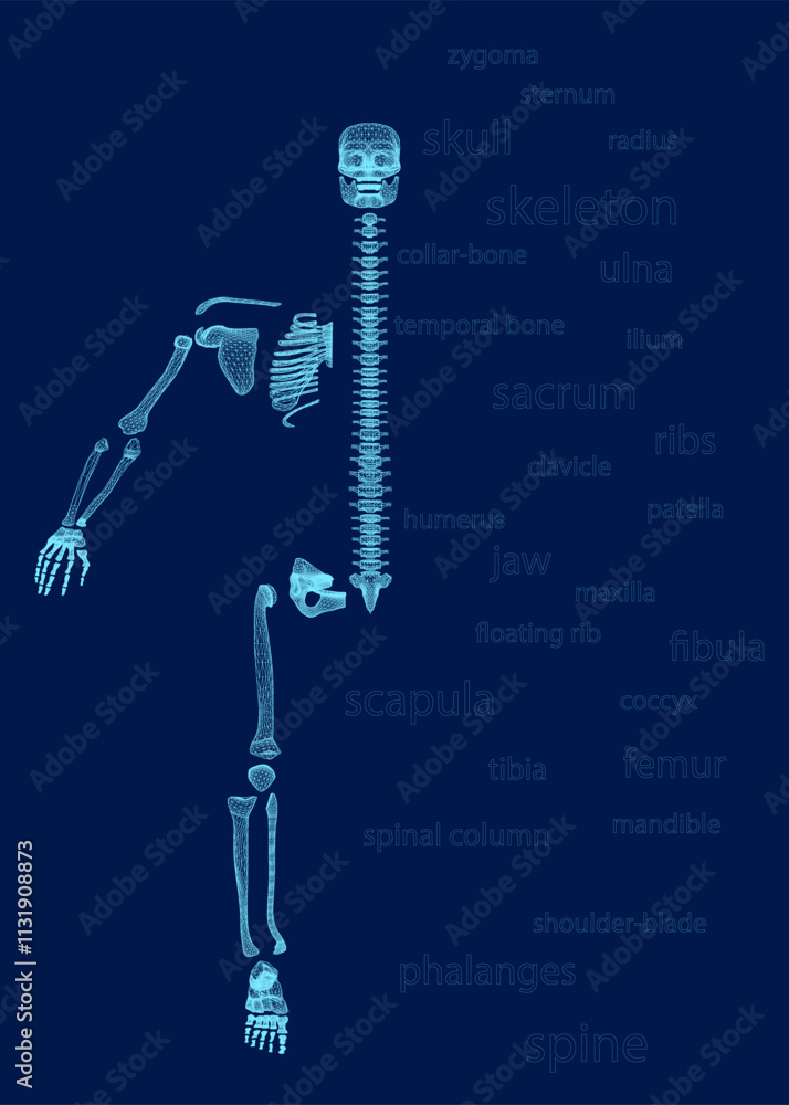 Appendicular skeleton with human body skeletal system parts outline ...