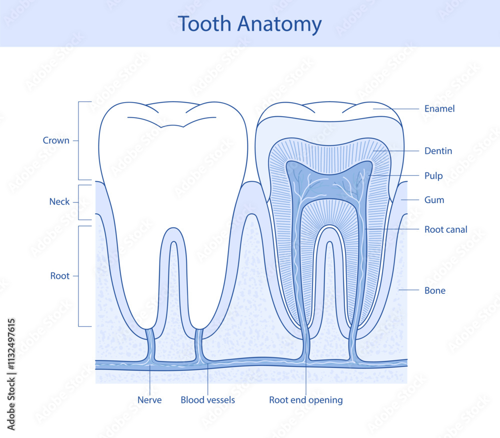 Diagram of human teeth with symbols. Dental medical vector illustration ...