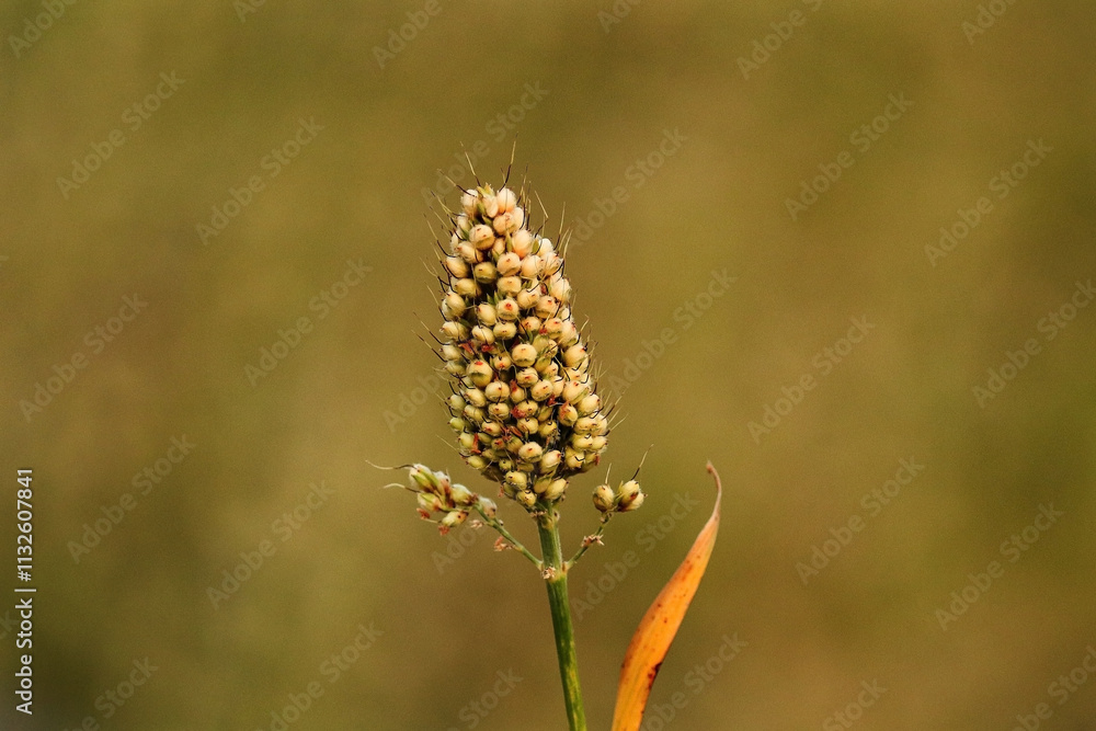 Sorghum bicolor, commonly called sorghum and also known as great millet ...