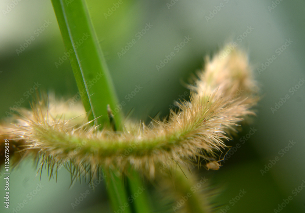 Trichomes are fine hairs that grow around the surface of the epidermal ...