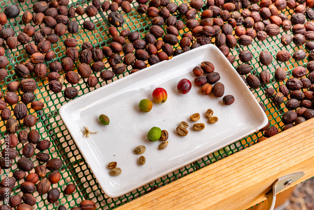 Concept various stages of drying and peeling. Coffee beans showing from ...