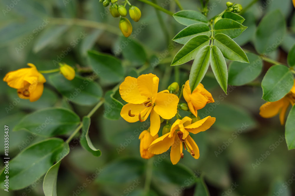 Senna corymbosa is an ornamental plant in the genus Senna. It is also ...