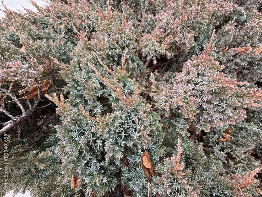 Juniperus horizontalis ‘Gold Strike’ Creeping Juniper. Close-up. Low ...