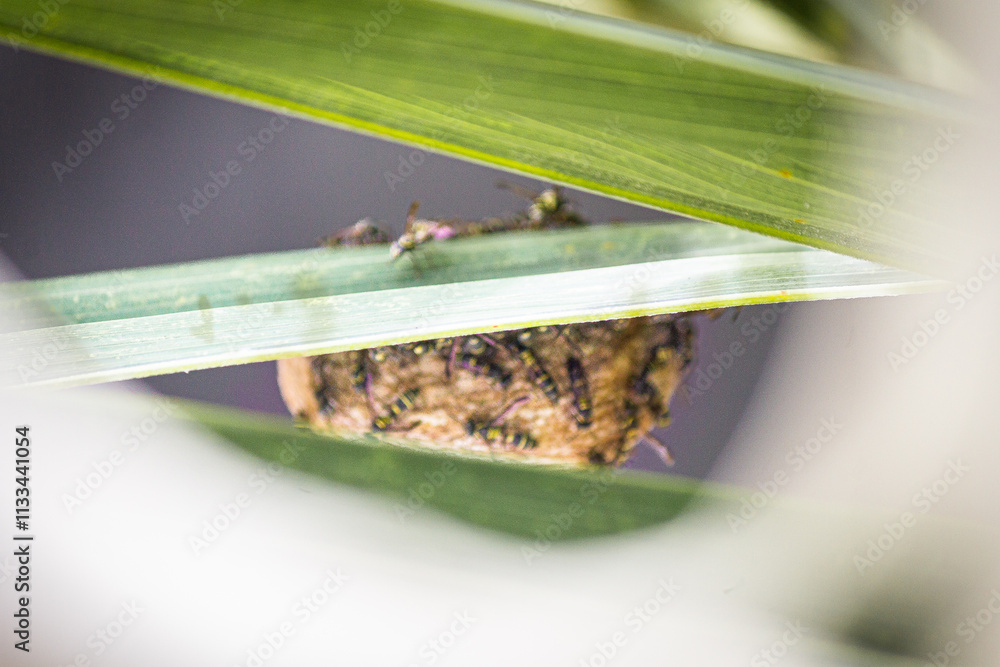 Close Up Macro of Paper Wasps (umbrella vespid) on a Paper Wasp Nest ...