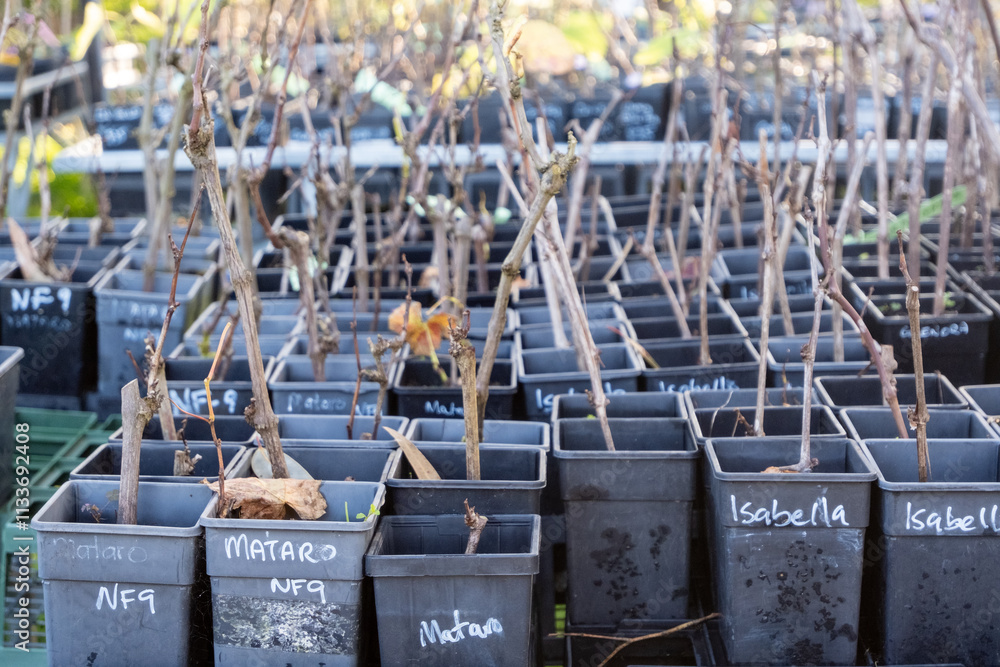 Rows of potted grapevine cuttings labeled with names like "Mataro" and ...