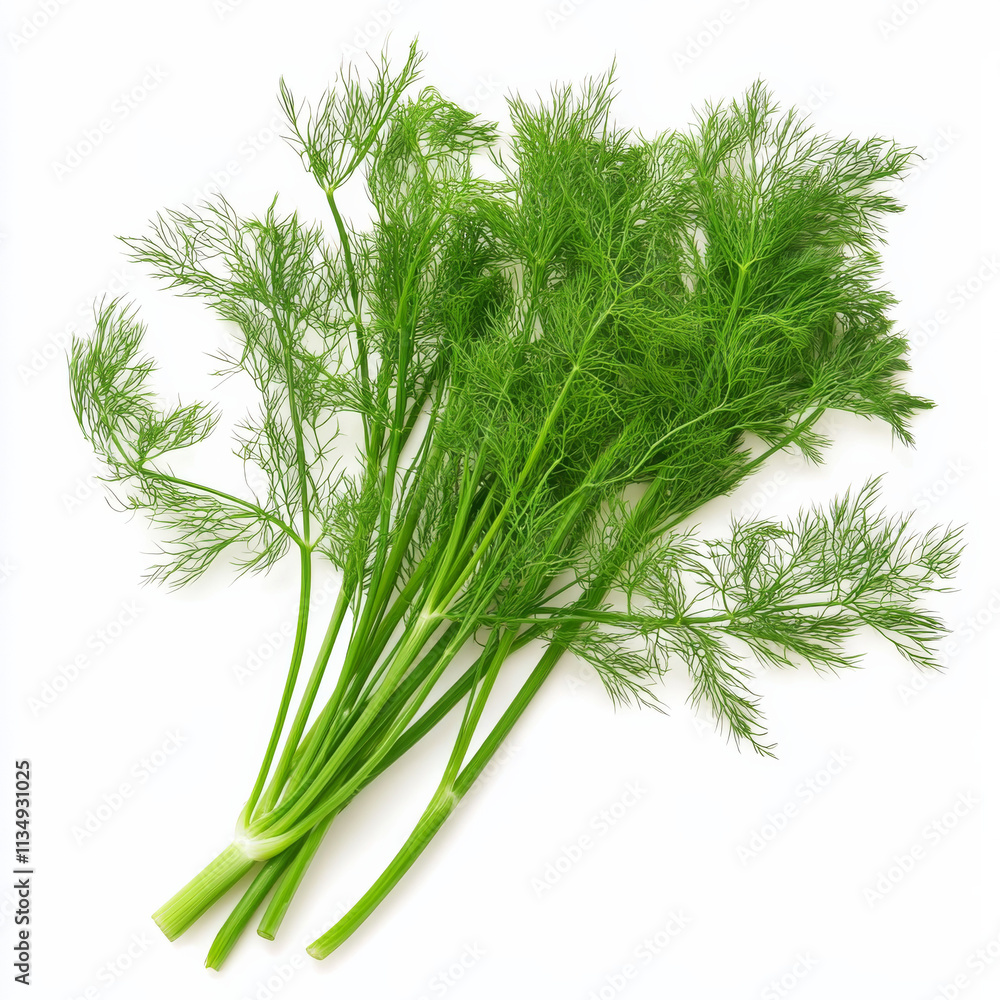 High resolution photograph of fennel. This must be recognizable in a ...