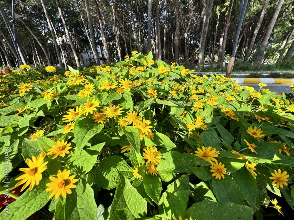 Melampodium or butter daisy flowers in the garden. The flowers of ...