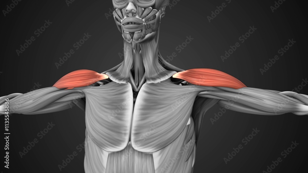 Skeletal anatomy of the female shoulder muscles Stock Illustration ...