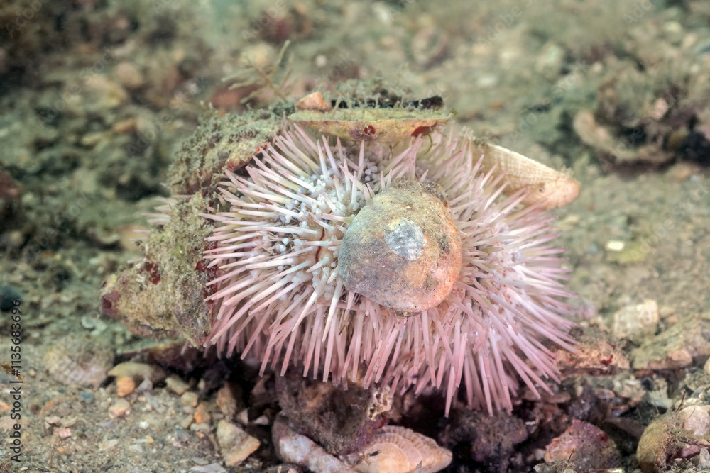 Variegated Sea Urchin (Lytechinus variegatus), Green Sea Urchin at the ...