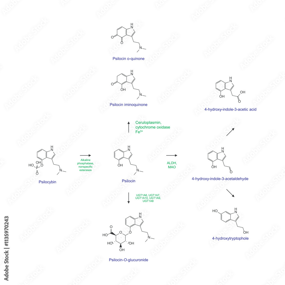Diagram showing metabolism and biotransformation of Psilocybin into ...