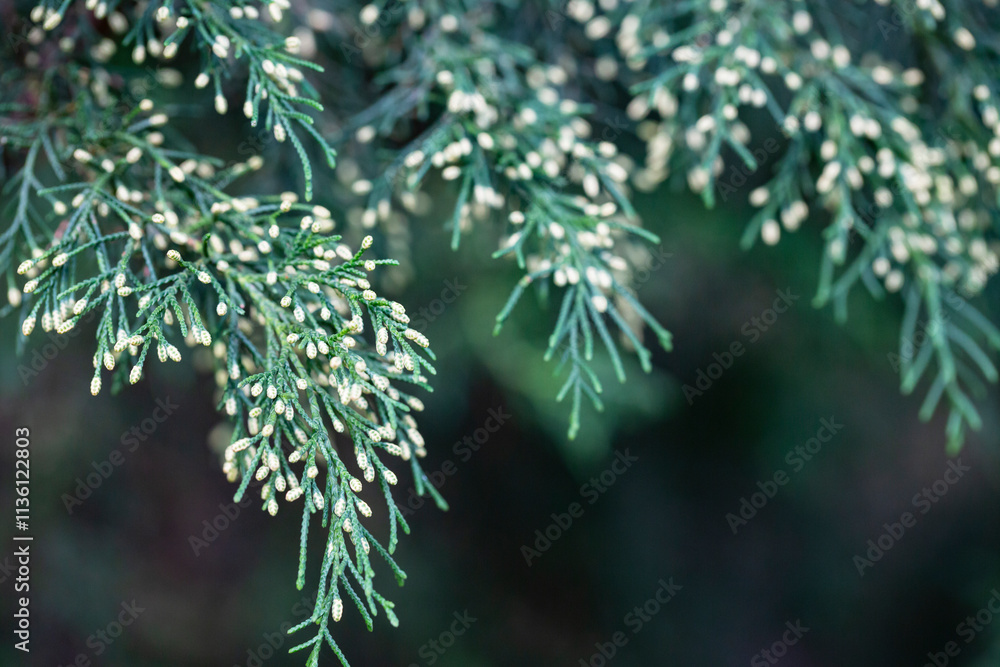 Green Juniperus excelsa, the Greek juniper evergreen tree branch fur ...