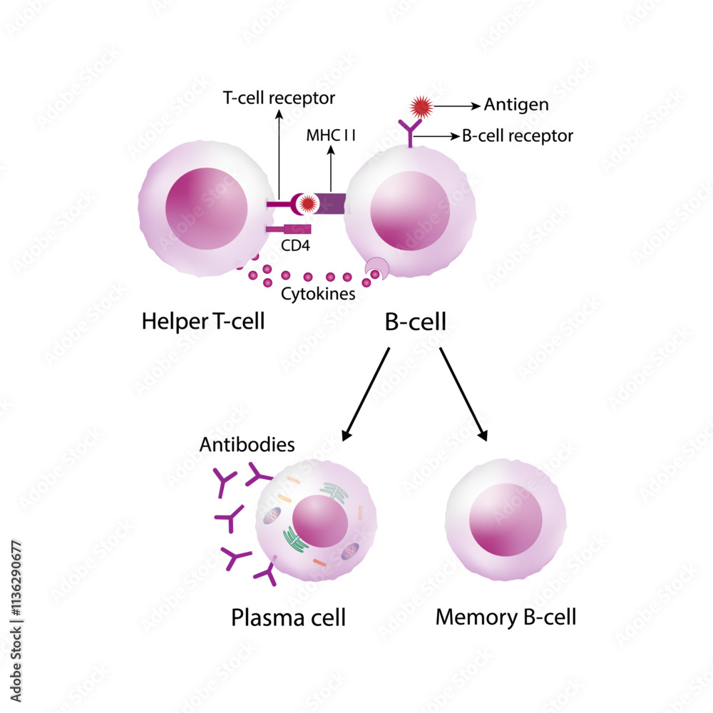 Activation of B-cell leukocytes. B lymphocyte differentiation. Plasma ...