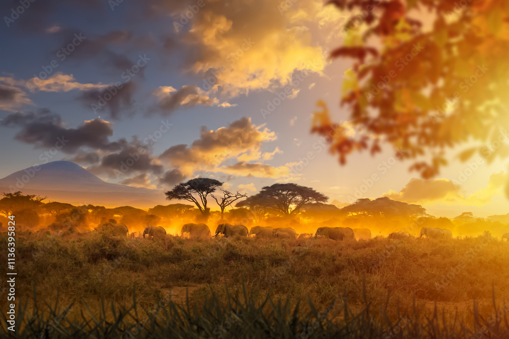 African savanna. Herd of elephants walking against backdrop of sunset ...