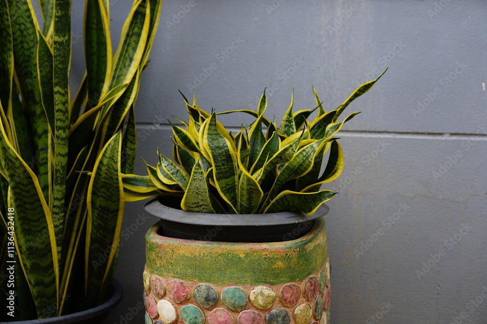 Snake plant (Dracaena trifasciata), also commonly known as Saint George ...