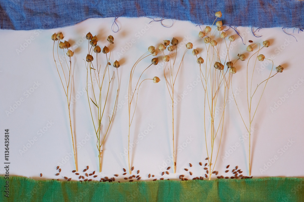 Dried flax plants with seed pods and scattered flax seeds. The frame of ...
