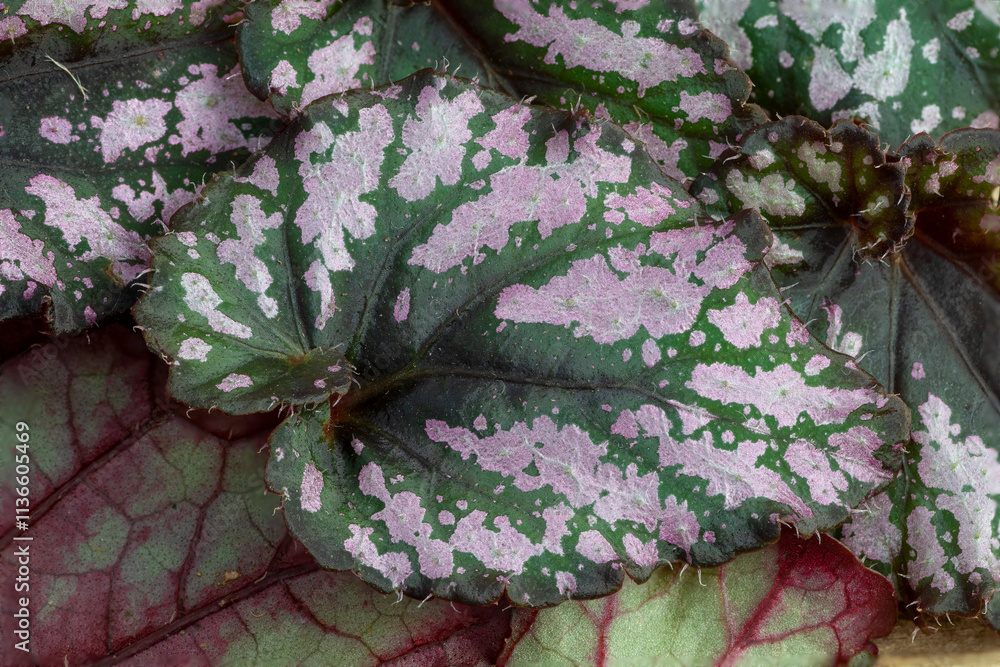 Begonia rex hugh mcLauchlan magic colours Stock Photo | Adobe Stock