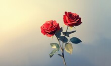 Two Red Roses And Bud Free Stock Photo - Public Domain Pictures