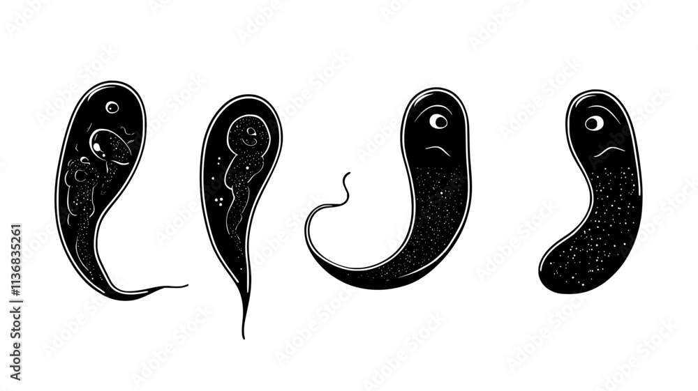 The early developmental stages of C elegans embryos under a microscope ...