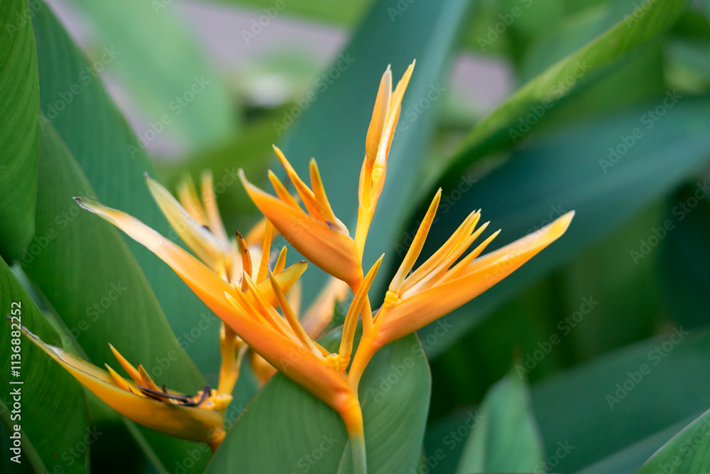 yellow flower bouquets of Heliconia psittacorum 'Golden Torch Adrian ...