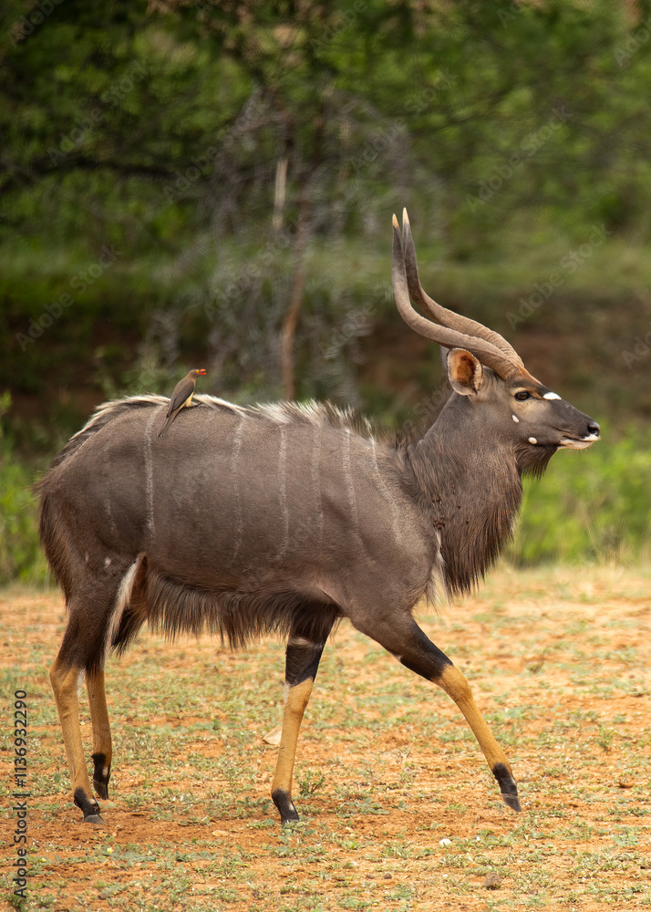 Nyala male from South Africa strutting in habitat. His yellow legs are ...