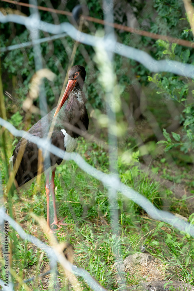 Black stork with red beak and long legs standing in green grass, trees ...