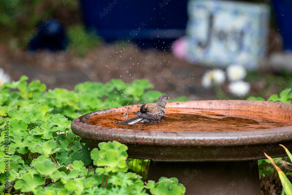 Little brown bird splashing and bathing in a garden birdbath on a sunny ...