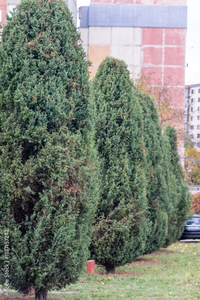 Evergreen trees line a city park, providing shade and greenery in an ...