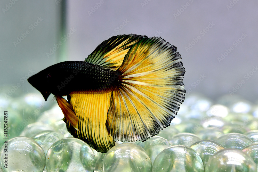 Betta fish Black Mustard Halfmoon long tail from Thailand, Siamese ...