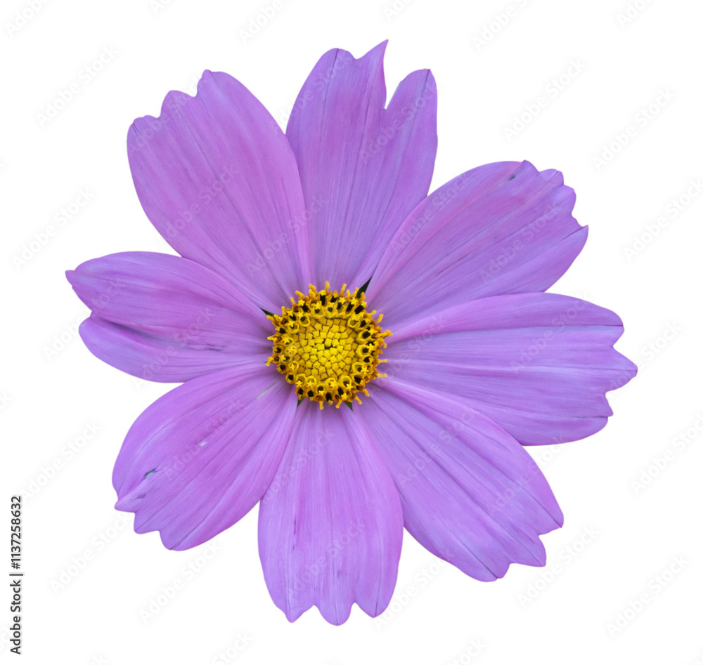 purple cosmos flower isolated on transparent background, PNG Format ...