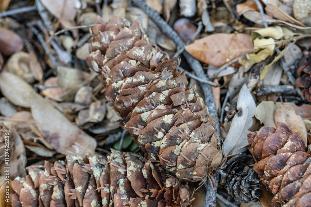 Pseudotsuga macrocarpa, bigcone spruce or bigcone Douglas-fir, San ...