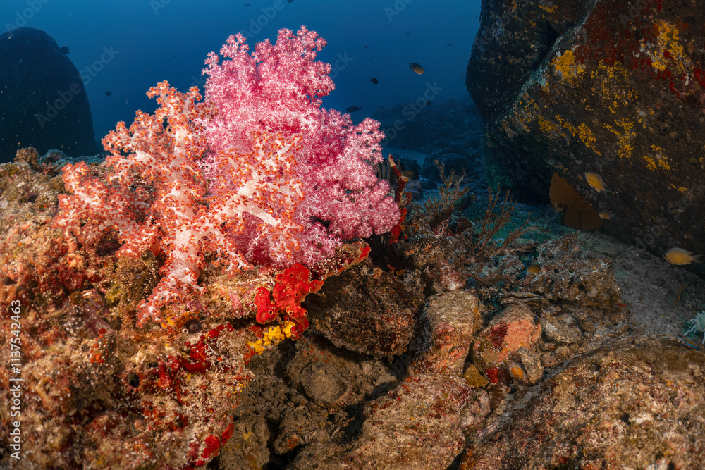 Real coral reef underwater photography marine biology ecosytem with ...