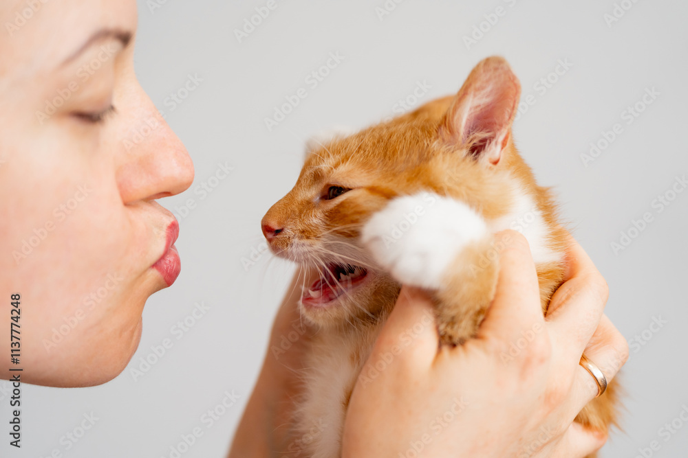 The owner kisses her cat. An angry and aggressive ginger tabby kitten ...