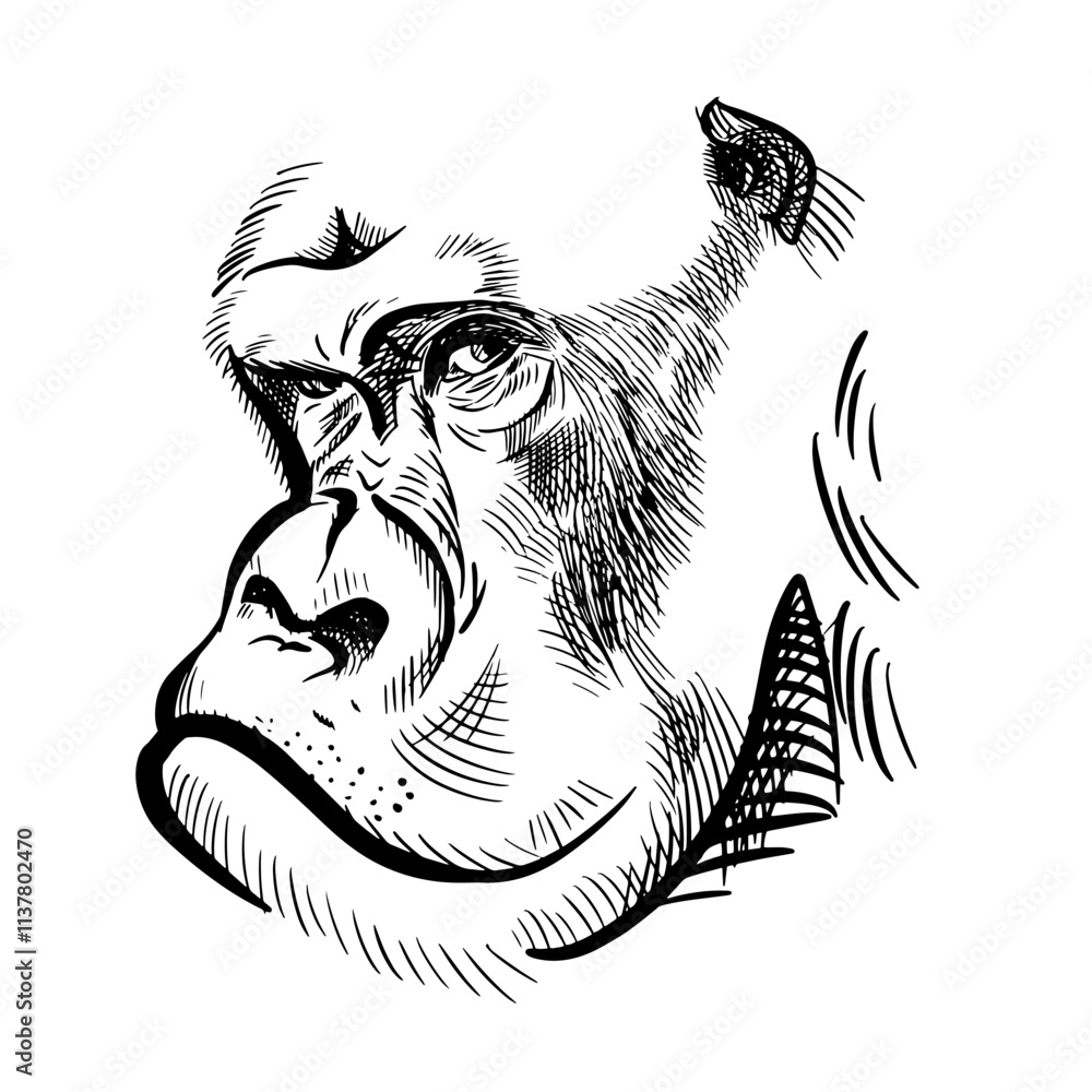 Monkey, hand drawn sketch vector illustration Stock Vector | Adobe Stock