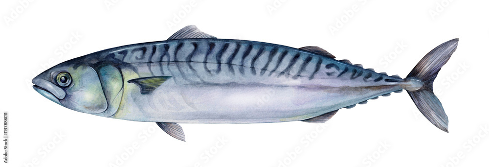 Watercolor Atlantic mackerel (Scomber scombrus). Hand drawn fish ...
