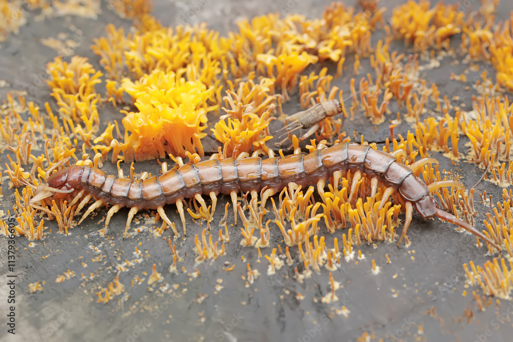 A centipede hunting small insects in between colonies of yellow ...