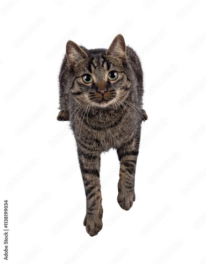 Handsome house cat with tabby pattern, laying down with paws hanging ...