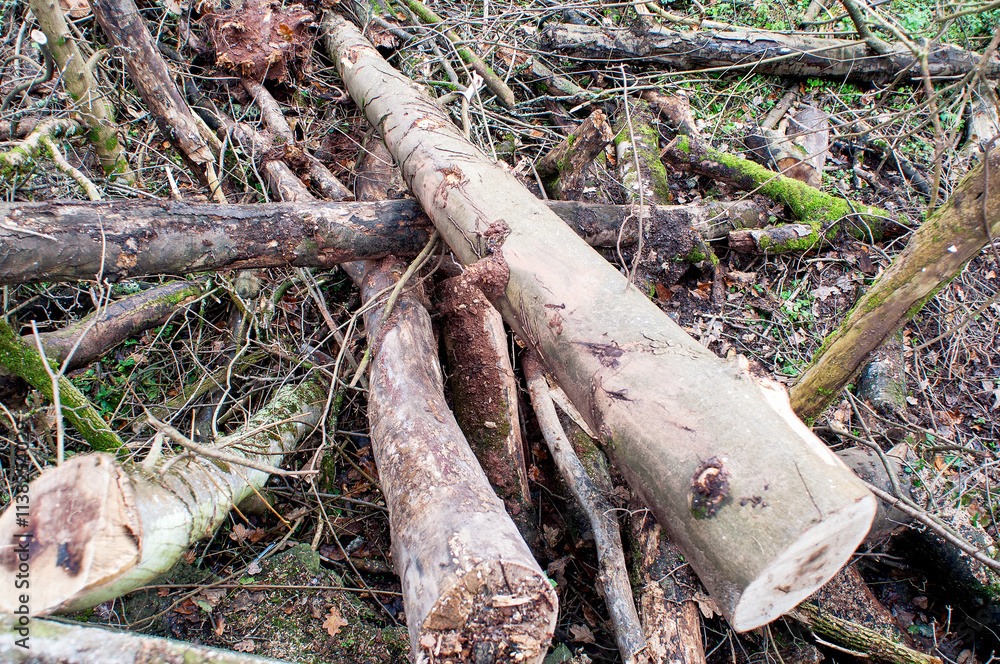Fallen trees after Storm Darragh in Bristol. The trees damaged a fence ...