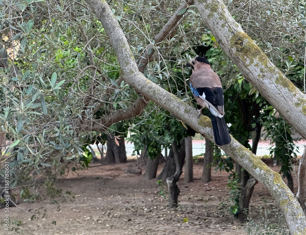 The Eurasian jay in a sunny forest, Garrulus glandarius. Close-up high ...