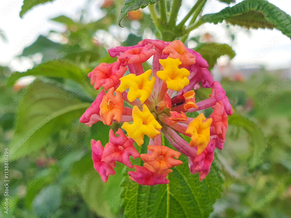 Flor de lantana camara, comúnmente conocida como lantana o bandera ...